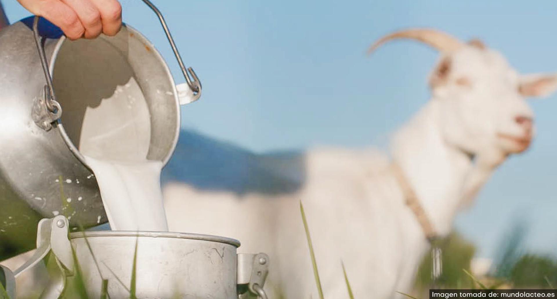 Leche de cabra: una oportunidad de mejora en la calidad de vida de los ...