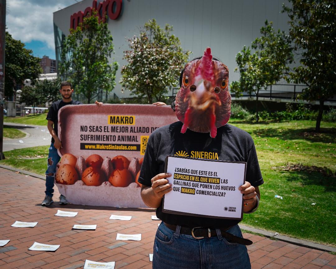 En protesta pacífica piden dejar de vender huevos de gallinas en jaulas ...