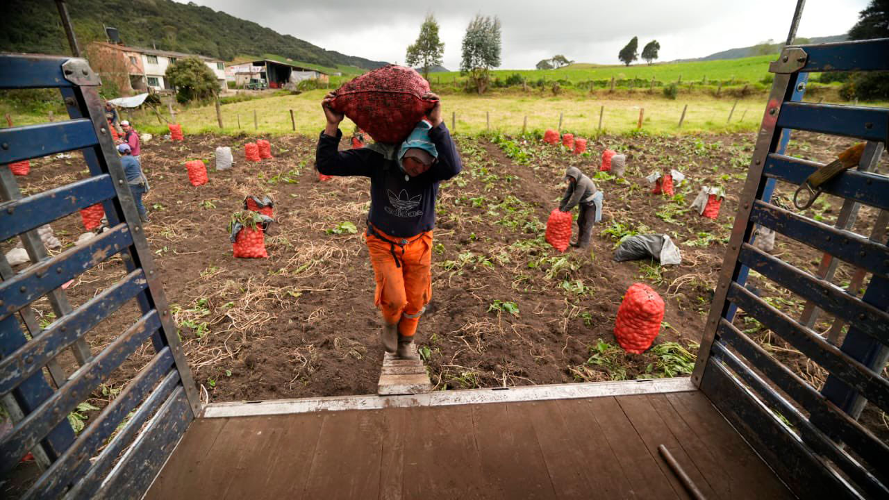 Agro colombiano: crecimiento de áreas sembradas y producción de ...